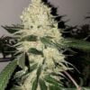 Lilac Diesel RBx2 (F) – Buy Cannabis Seeds Online | North Atlantic Seed Co.