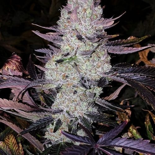 Lemon Tart (F) » Cali Connection, Cali Connection - Photoperiod, Seeds Lemon Tart (F) » Cali Connection, Cali Connection - Photoperiod, Seeds