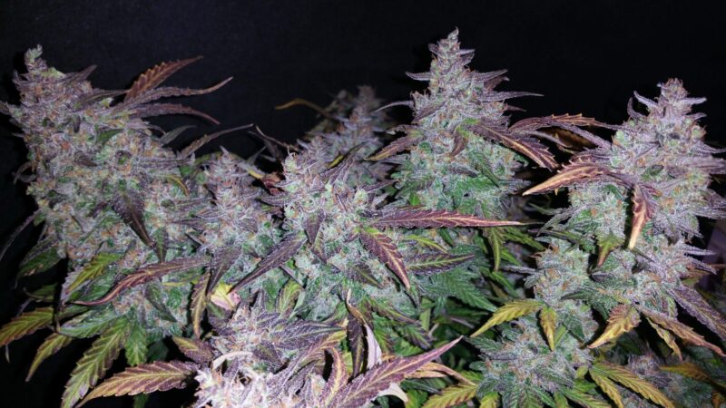 Fastberry Auto » Fast Buds Auto, Seeds