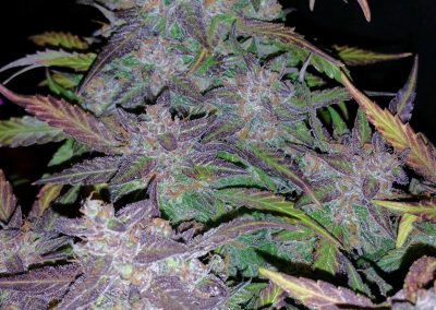 Fastberry Auto | North Atlantic Seed Company