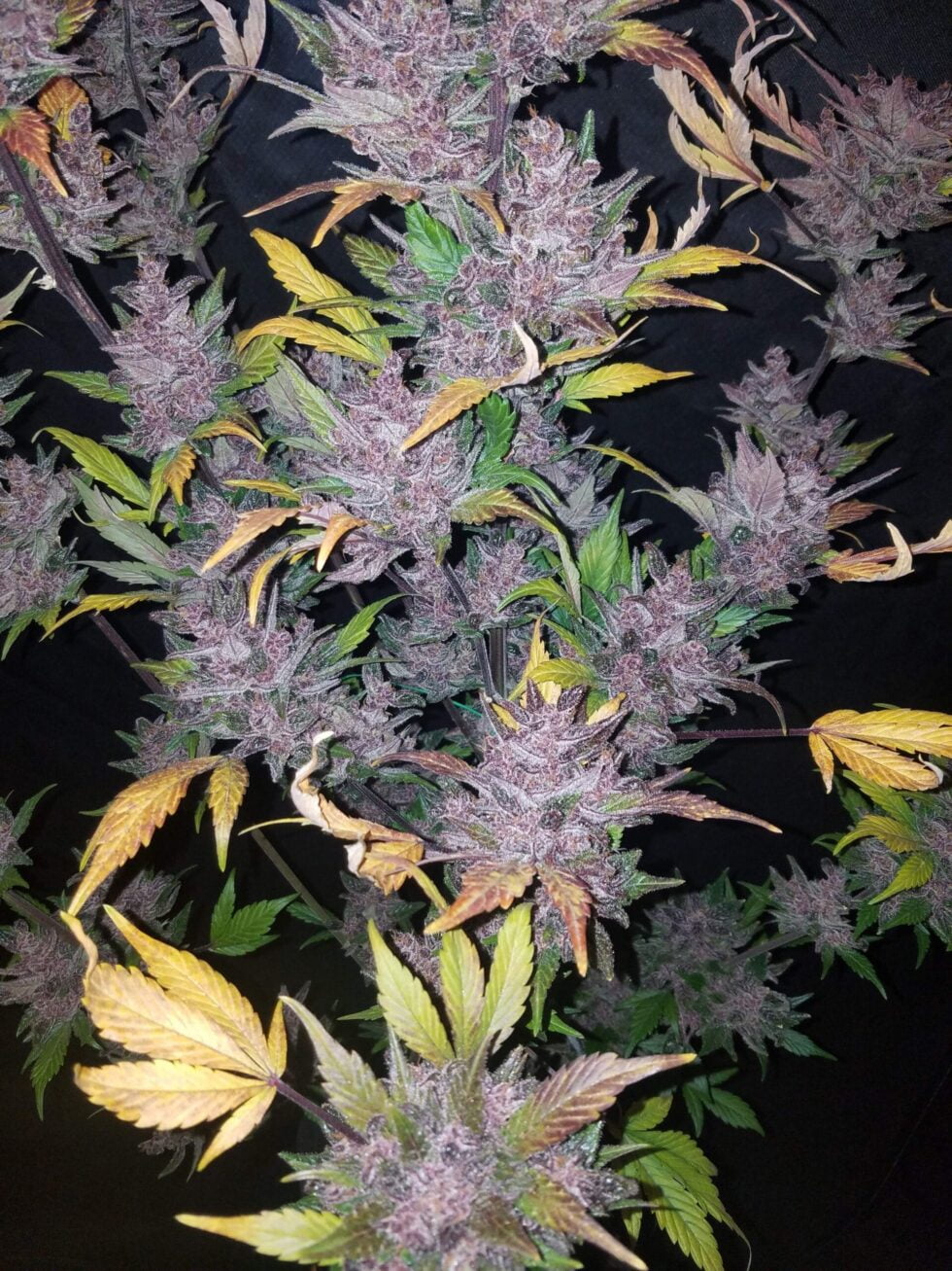 LSD-25 Auto » Seeds