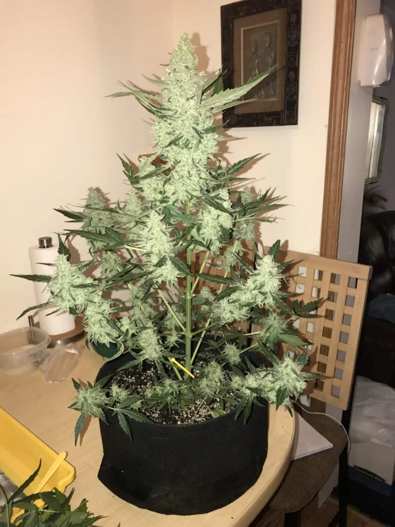 Green Crack Auto – North Atlantic Seed Co.