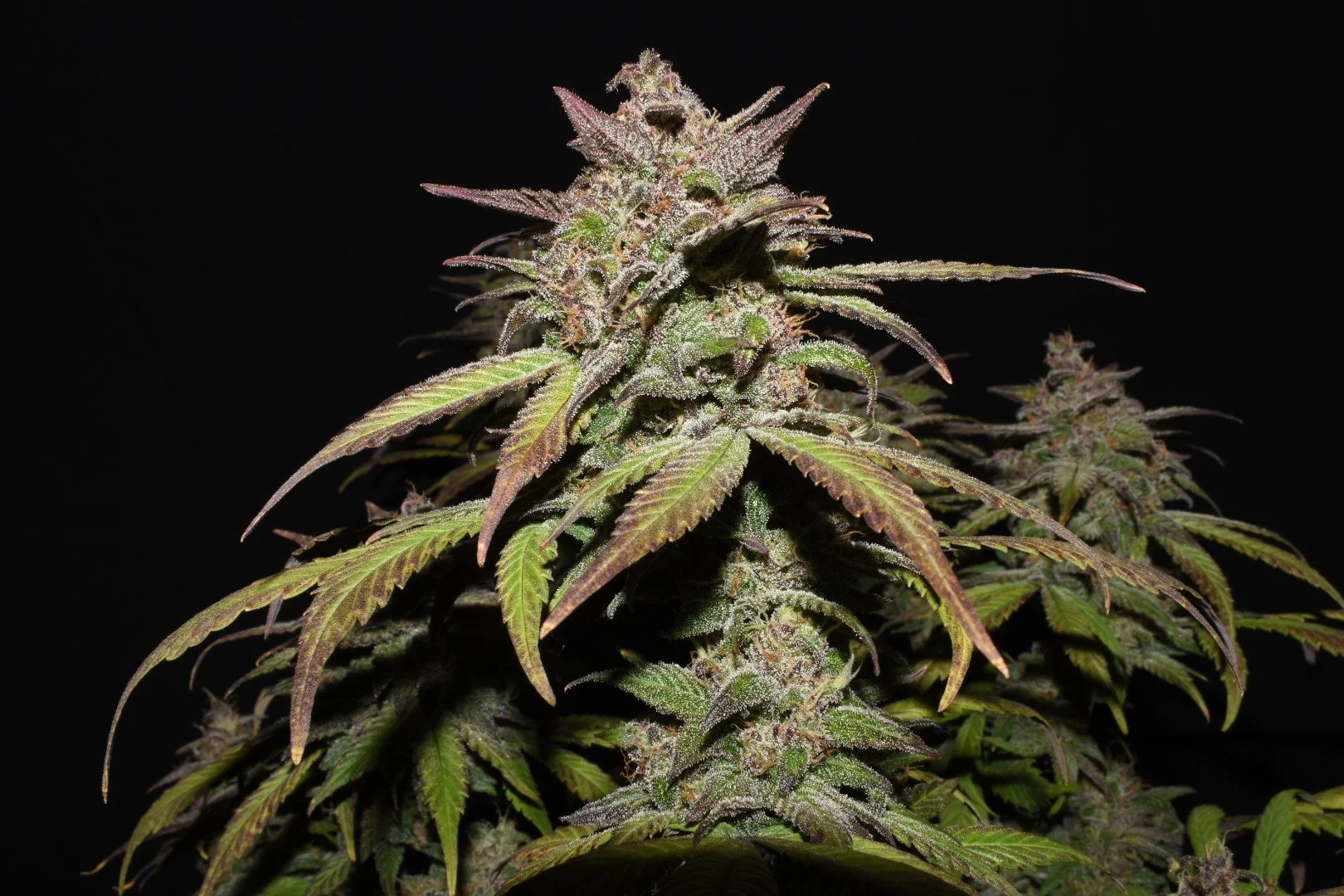 Smoothie Auto » Hybrid Autoflower, Feminized Autoflower