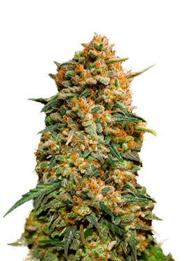 Original Auto Northern Lights » Fast Buds, Fast Buds - Autoflowering, Seeds