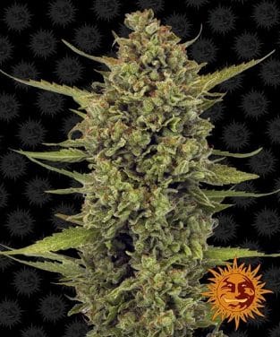 Acapulco Gold (F) » Barney's Farm, Barney's Farm - Photoperiod, Seeds