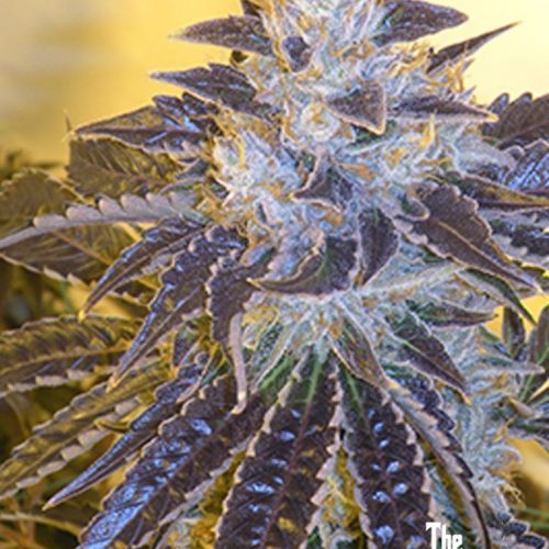 Seeds Archives | Page 2 of 5 | North Atlantic Seed Company