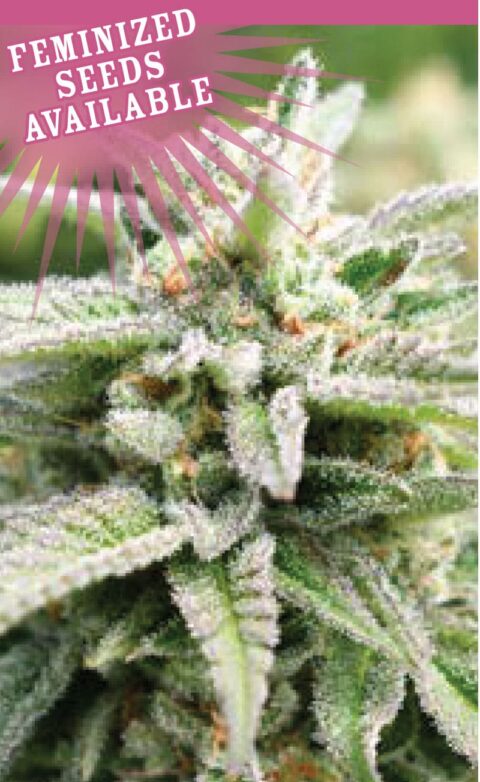 Magic Melon Auto – Buy Cannabis Seeds Online | North Atlantic Seed Co.