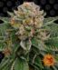 Skywalker OG Auto » Barney's Farm, Barney's Farm - Autoflowering, Seeds