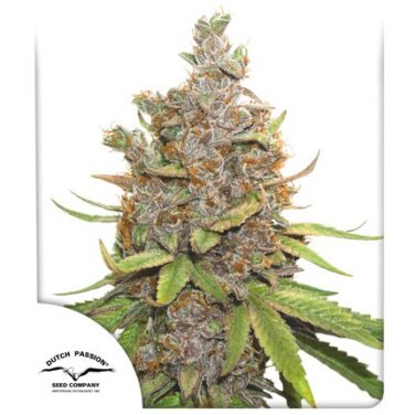 Dutch Passion - AUTOS Cannabis Seeds » North Atlantic Seed Company