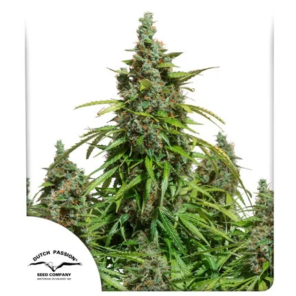 Mazar Auto » Feminized Autoflower