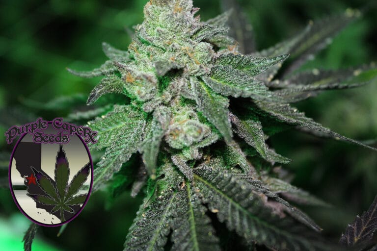 Grand Caper (F) » Purple Caper - Photoperiod, Purple Caper Seeds, Seeds