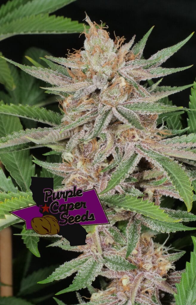 Lilac Runtz Cake Auto (R) » Purple Caper - Autoflowering, Purple Caper ...