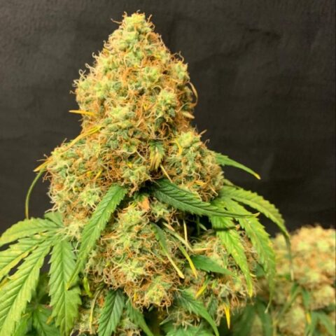 Orange Cookies Auto » Seeds, Tastebudz, Tastebudz - Autoflowering