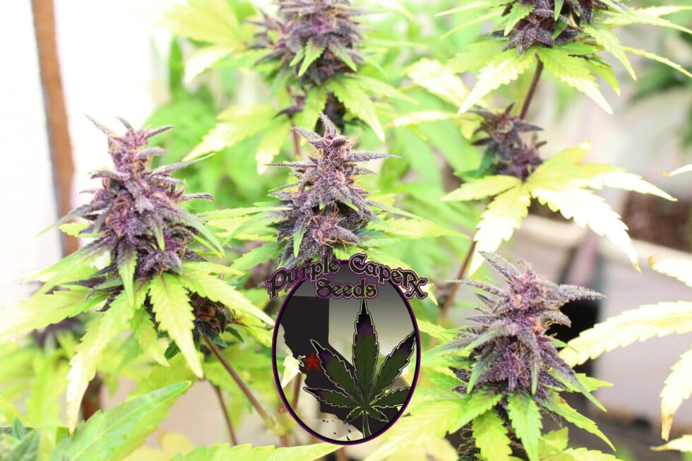 Purple Runtz Cake Auto (F) » Purple Caper - Autoflowering, Purple Caper ...