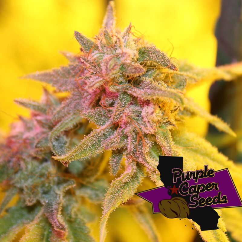 Purple Caper Seeds Archives - North Atlantic Seed Company