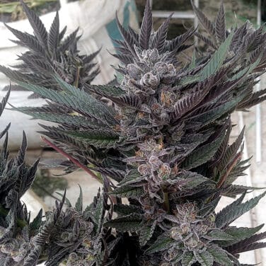 Solfire Gardens Cannabis Seeds » North Atlantic Seed Company