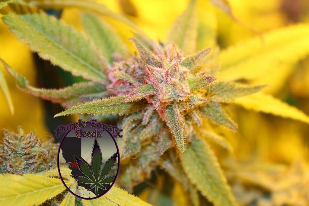 Runtz Cake Auto (R) » Purple Caper - Autoflowering, Purple Caper Seeds ...