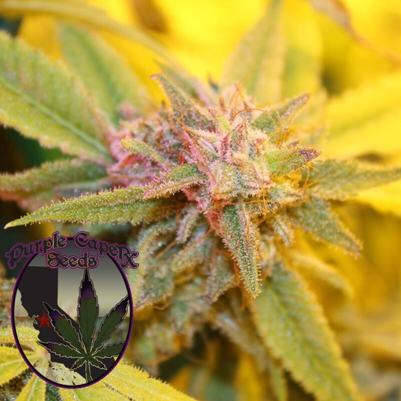 Purple Caper Seeds Archives - North Atlantic Seed Company