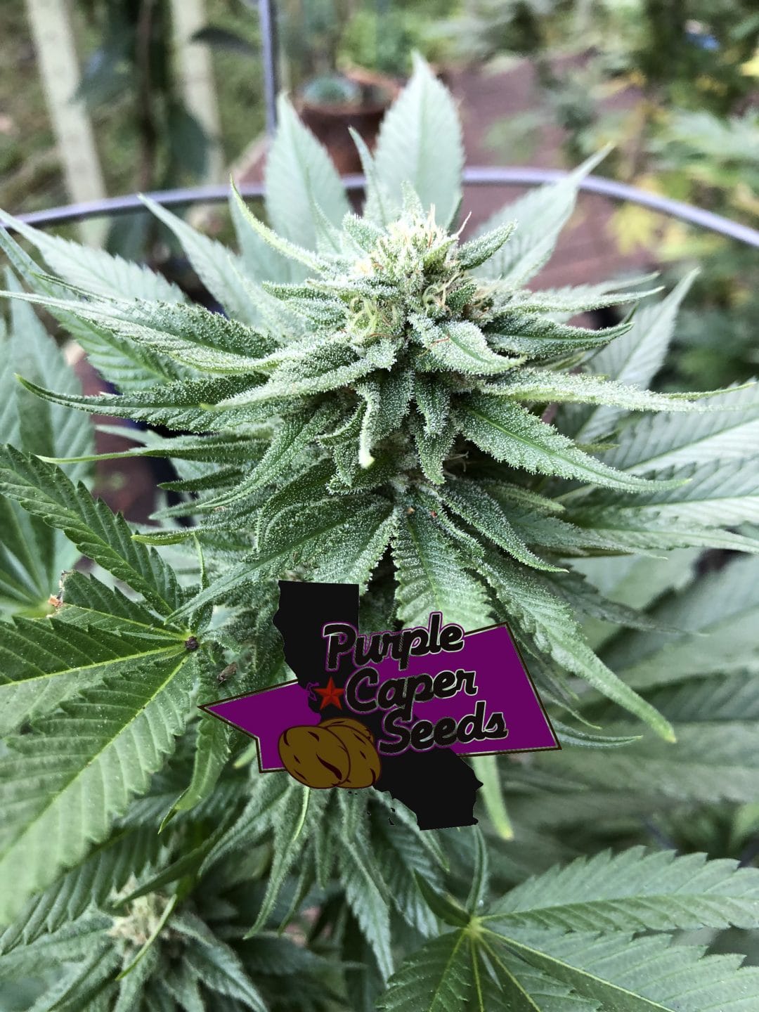 Apple Runtz Cake Auto (F) » Purple Caper - Autoflowering, Purple Caper ...