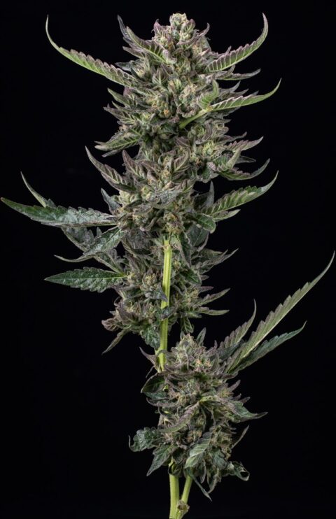 Notorious THC (F) » Humboldt Seed Co., Humboldt Seed Co. - Photoperiod ...