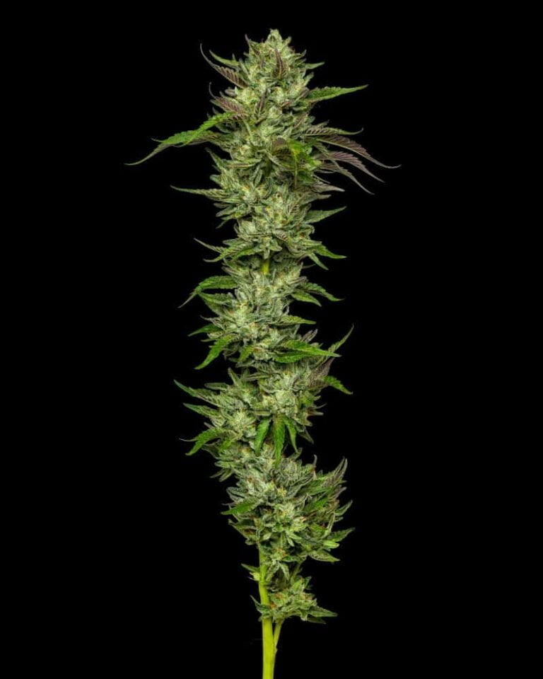 Slightly Stoopid Collie Man Kush (F) – Buy Cannabis Seeds Online ...