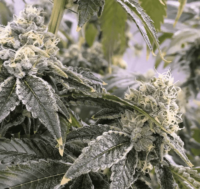 Zuzu Fruit (R) » Regular M/F Photoperiod