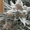 Tiki Madman Cannabis Seeds » North Atlantic Seed Co.