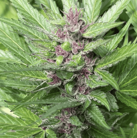 Seeds – Buy Cannabis Seeds Online | North Atlantic Seed Co.