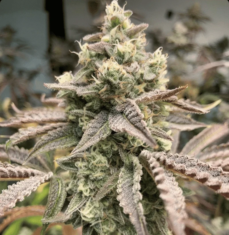 Hypothermia (F) [LIMITED] » Feminized Photoperiod, Hybrid Feminized, Hybrid Photoperiod