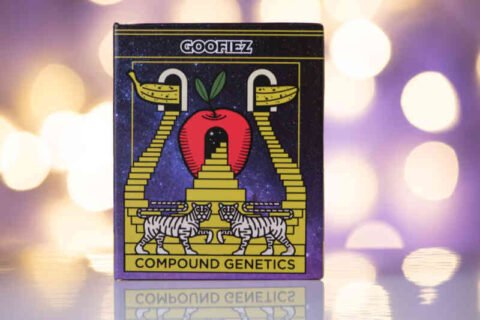 Goofiez (F) – Buy Cannabis Seeds Online | North Atlantic Seed Co.