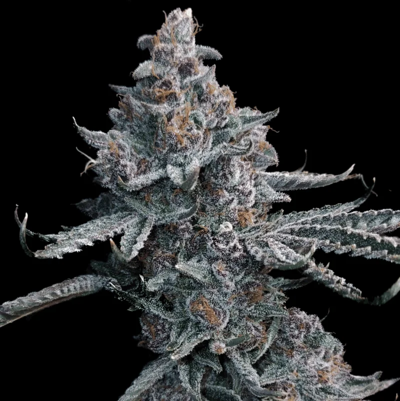 Runtz of Eden (F) » Feminized Photoperiod, Hybrid Feminized, Hybrid Photoperiod
