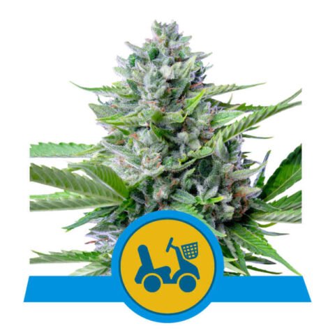 Fast Eddy CBD Auto – Buy Cannabis Seeds Online | North Atlantic Seed Co.
