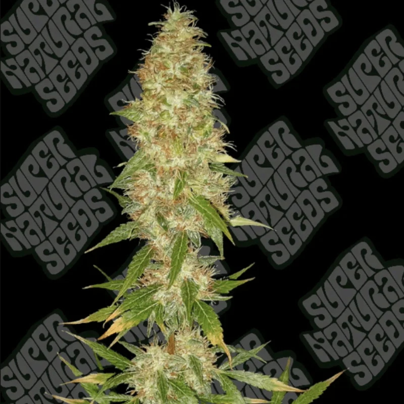 Biscotti Lime (F) » Feminized Photoperiod, Hybrid Feminized, Hybrid Photoperiod