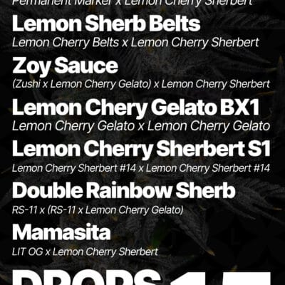 Grape Gushers Auto » Seeds