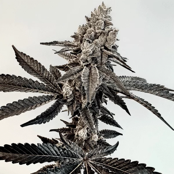 Slaphappy (F) [Gary Poppins Drop] » Feminized Photoperiod