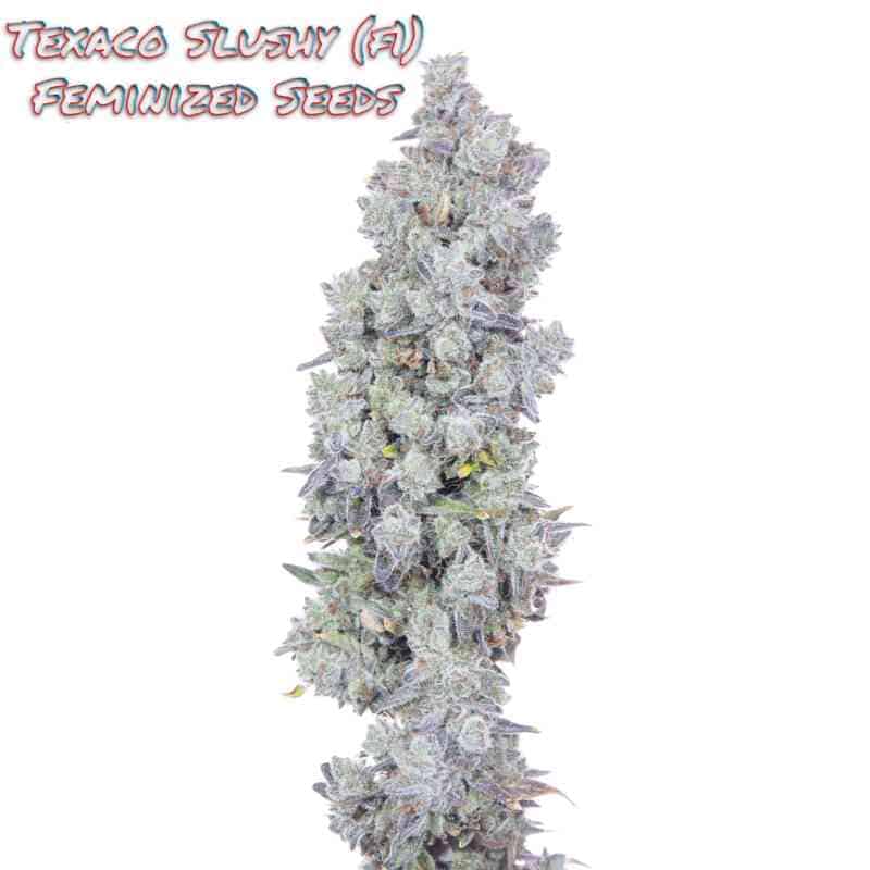 North Atlantic Seed Company - Quality genetics, breeders & strains