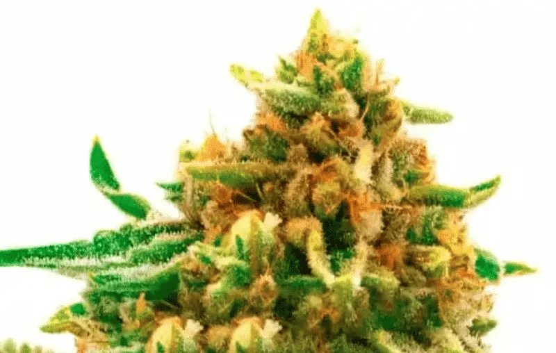 Future #1 (F) » Feminized Photoperiod, Hybrid Feminized, Hybrid Photoperiod Cannabis Seeds