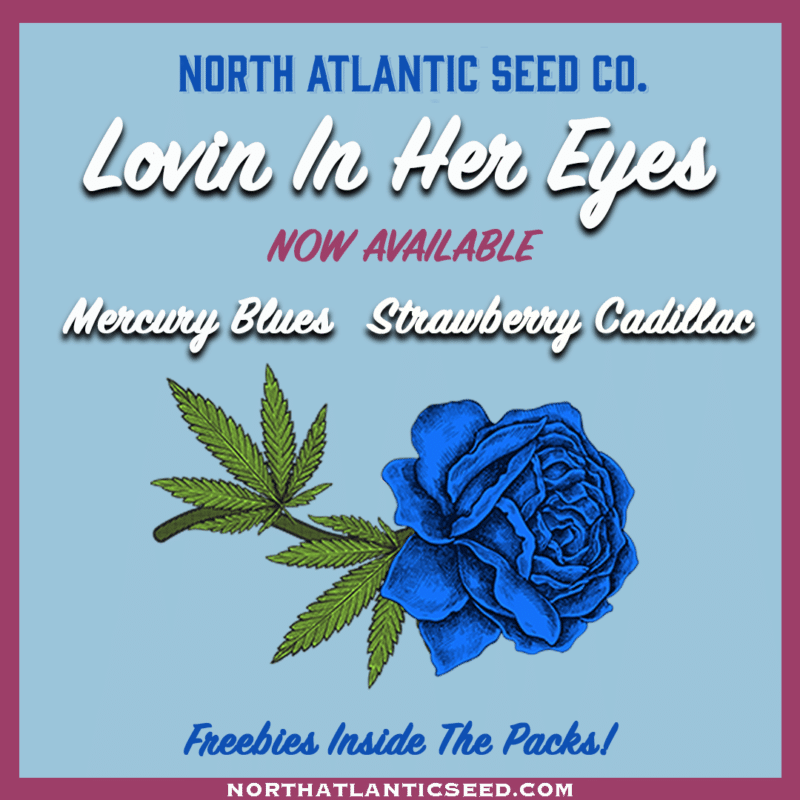 North Atlantic Seed Company - Quality genetics, breeders & strains