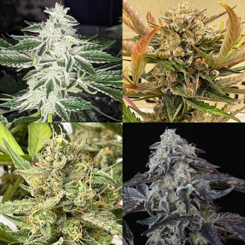 Feminized Autoflower Archives » NORTH ATLANTIC SEED CO.