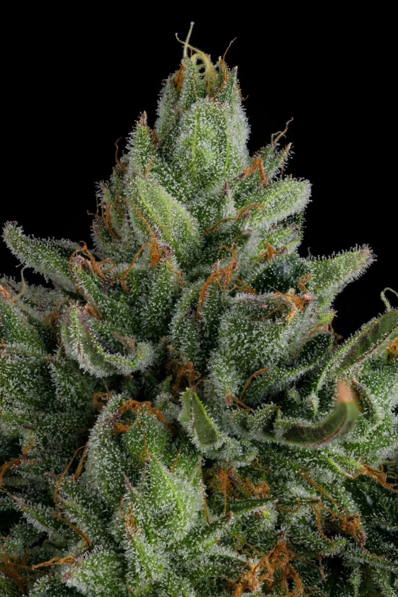 Rose Gold Rackz (F) [THE MENTHOL DROP] » Feminized Photoperiod