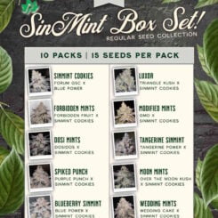Sin City Seeds Cannabis Seeds » NORTH ATLANTIC SEED CO.