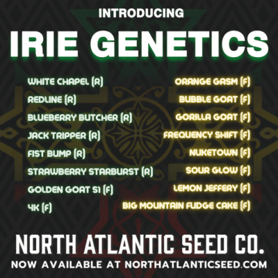 Girl Scout Cookies (F) » Cali Connection, Cali Connection - Photoperiod ...