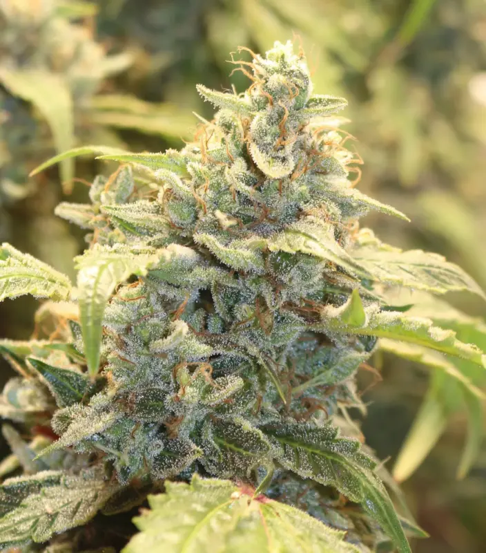 Creme - Tasmo Auto [LIMITED] » Feminized Autoflower