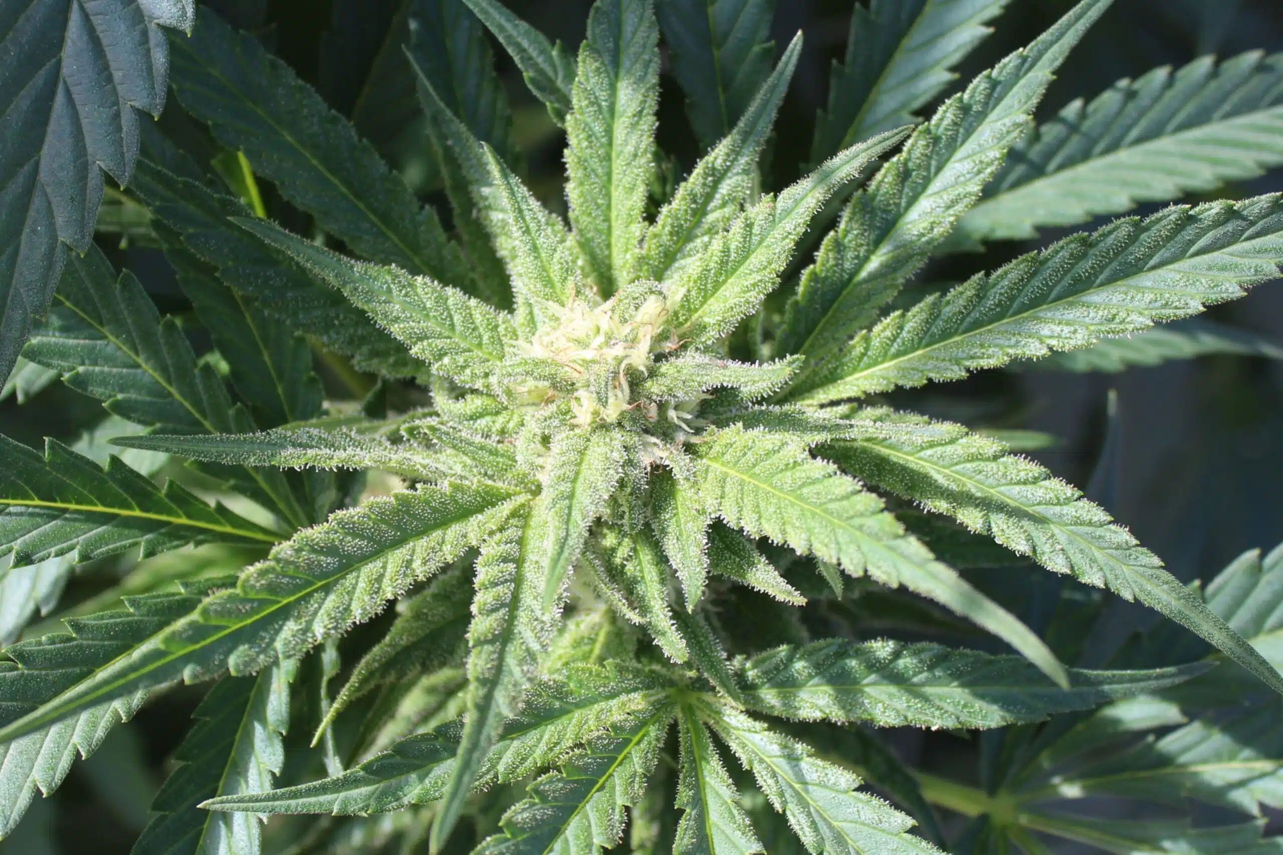 Purple Caper Seeds » Cannabis Seeds at North Atlantic Seed Co. (Page 1)