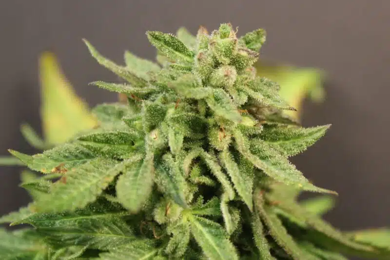 Alien Krippy (F) – North Atlantic Seed Co.