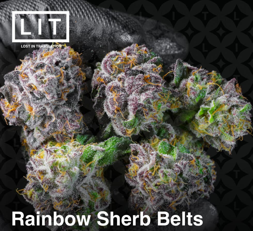 Rainbow Sherb Belts (F) [LEMON CHERRY SHERBERT DROP] – Buy Cannabis ...