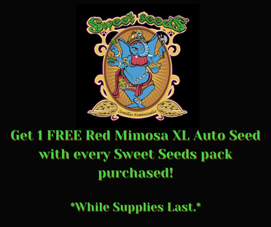 Purple Caper - Photoperiod Cannabis Seeds » NORTH ATLANTIC SEED CO.