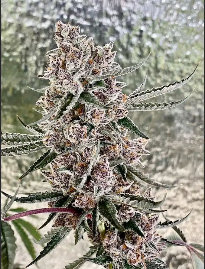 Cosmic Cake (R) – North Atlantic Seed Co.