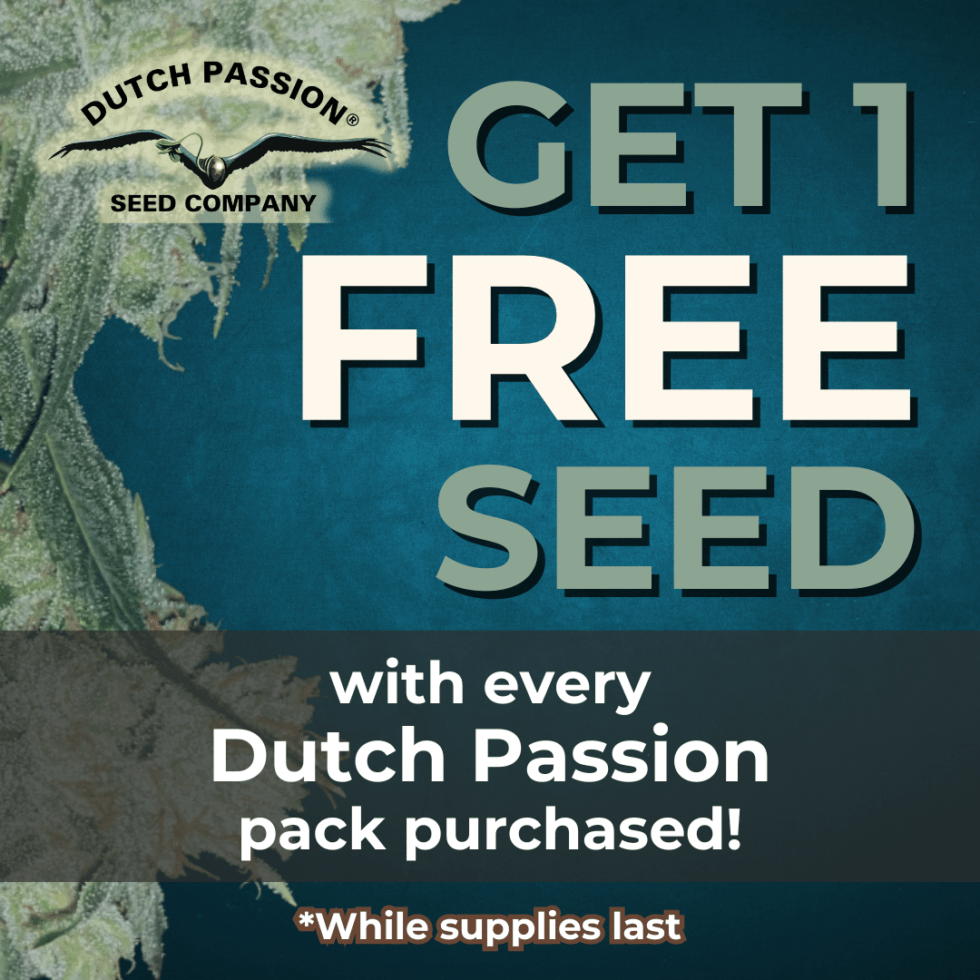 Dutch Passion - Autoflowering Cannabis Seeds » North Atlantic Seed Co.